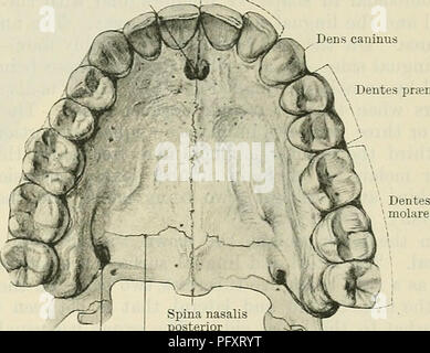 . Cunningham's Text-book of anatomy. Anatomy. 886 THE VASCULAE SYSTEM ...