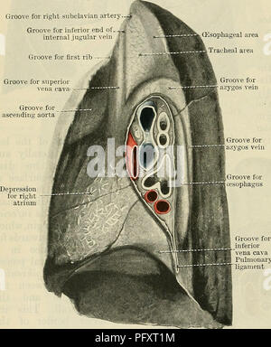 . Cunningham's Text-book of anatomy. Anatomy. THE LUNGS AND PLEUK^E ...