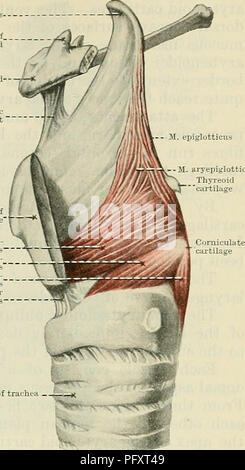 . Cunningham's Text-book of anatomy. Anatomy. Epiglotti Lesser corau of ...