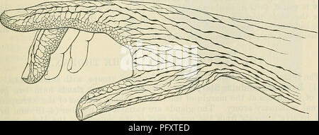 . Text-fig. 7. Part of the lateral line (near the origin of the adipose ...