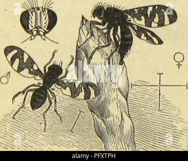 This work focuses on insects, millipedes, and spiders, detailing their ...