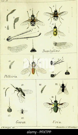 This systematic description of European two-winged insects (Diptera ...