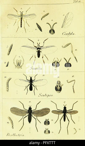 This systematic description of European Diptera provides insights into ...