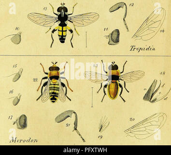 This systematic description of European Diptera provides insights into ...