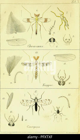 This work systematically describes the known European two-winged ...