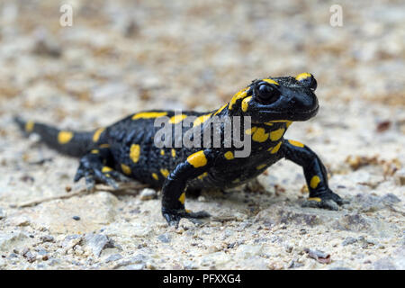 Fire salamander (Salamandra salamandra), Baden-Württemberg, Germany ...