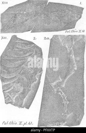 This dictionary documents the fossil species found in Pennsylvania and ...