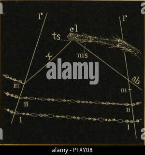 This illustration depicts orb-weaving spiders from the United States ...