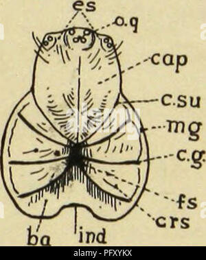 This work studies the orb-weaving spiders of the United States ...