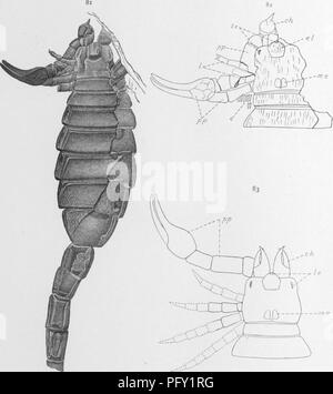 This work focuses on the Eurypterida species found in New York ...