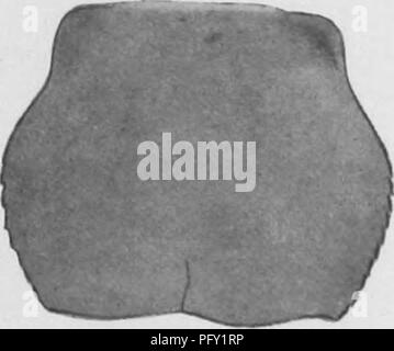 . The Eurypterida of New York. Eurypterida; Paleontology. Figure 37 ...