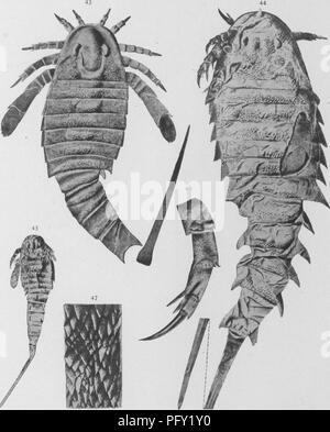 This figure from 'The Eurypterida of New York' depicts one of the ...
