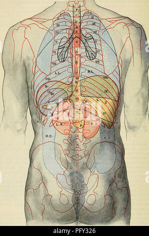 Anatomical drawing, Internal organs, Liver, Stomach, Intestines ...