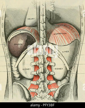 . Cunningham's Text-book of anatomy. Anatomy. BASAL GANGLIA OF THE ...