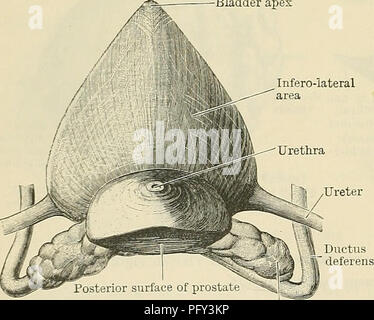 This textbook provides an in-depth look at the comparative anatomy of ...