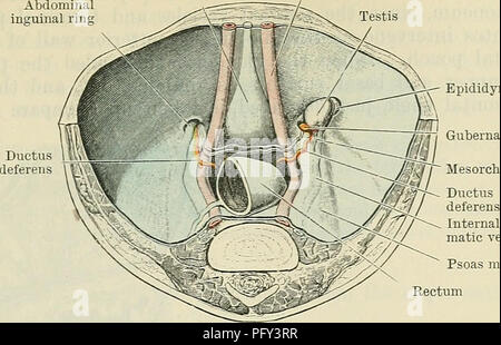 . Cunningham's Text-book of anatomy. Anatomy. THE UEINAEY BLADDEE. 1281 ...