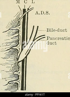. Cunningham's Text-book of anatomy. Anatomy. PANCKEAS. 1203. Fig. 945 ...
