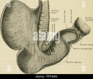 Anatomy image of stomach structure on white background Stock Photo - Alamy