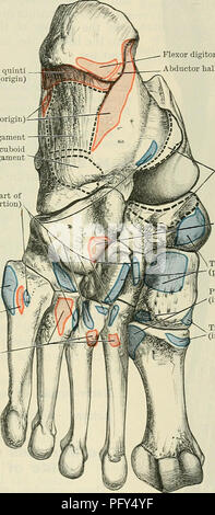Muscles of the leg and foot: medial side view, with knee bent and foot ...
