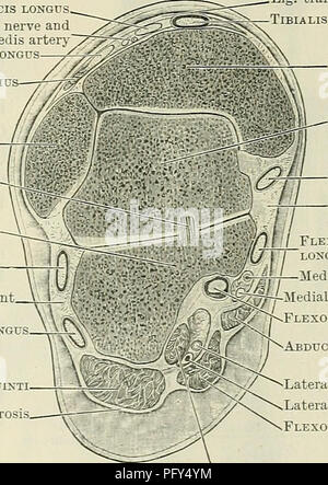 . Cunningham's Text-book of anatomy. Anatomy. FASCIA AND MUSCLES OF THE ...