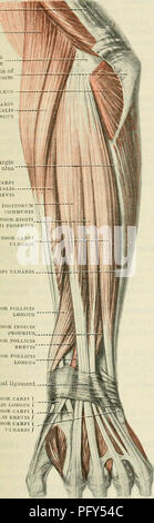 . Cunningham's Text-book of anatomy. Anatomy. THE ULNA. 211 Olecranon ...