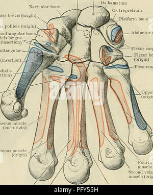 . Cunningham's Text-book of anatomy. Anatomy. 392 THE MUSCULAE SYSTEM ...