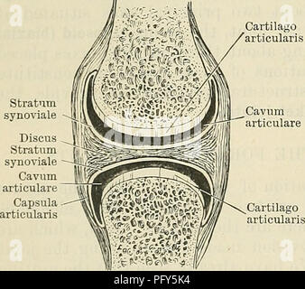 A detailed anatomy textbook by Cunningham, focusing on the human ...