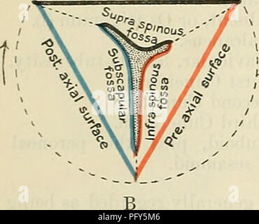 . Cunningham's Text-book of anatomy. Anatomy. Anterior cardinal veins ...