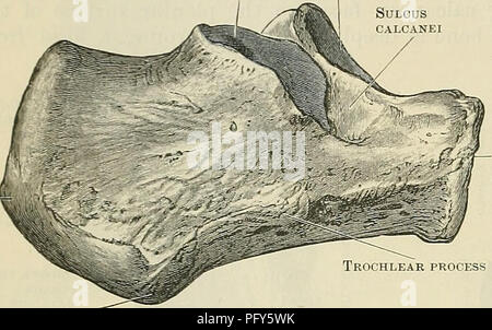. Cunningham's Text-book of anatomy. Anatomy. 260 OSTEOLOGY. Facets for ...