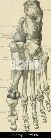 Terminal Sulcus