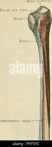 . Cunningham's Text-book of anatomy. Anatomy. 252 OSTEOLOGY ...