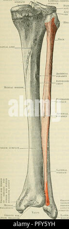 Styloid Process Of Tibia