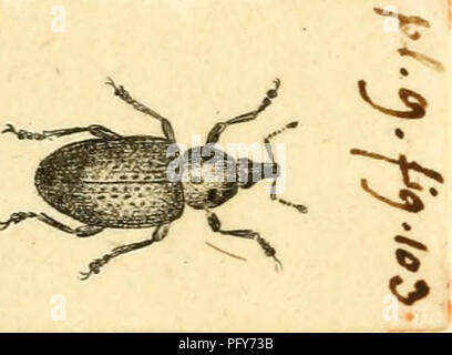 This scientific work focuses on the Curculionidae family of beetles ...