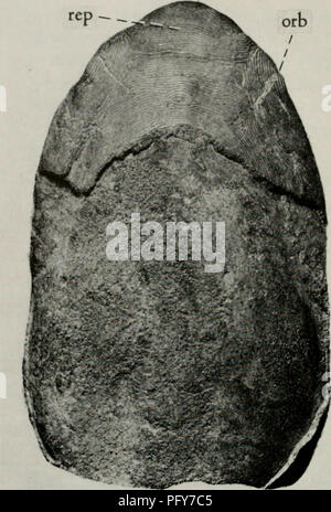 . The Cyathaspididae; a family of Silurian and Devonian jawless ...