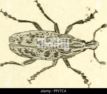 This image features members of the Curculionidae family, commonly known ...