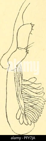 This study focuses on the Cumacea, a group of small marine crustaceans ...