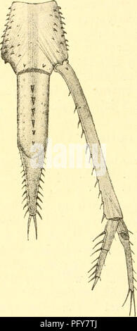 This entry covers the anatomy and physiology of crustaceans, focusing ...