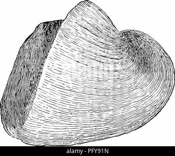 . Fresh-water biology. Freshwater biology. THE MOLLUSCA 987 65 (66 ...