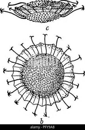 A monograph of the fresh-water polyzoa, London, Ray Society, 1856 ...