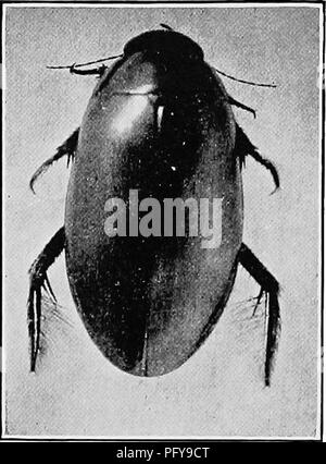 This text on freshwater biology describes the colony structure of the ...