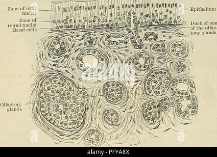. Cunningham's Text-book of anatomy. Anatomy. Sinus tympani Mastoid air ...