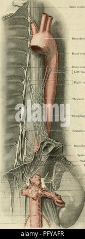 The anatomy of branches of the aortic arch Stock Photo - Alamy