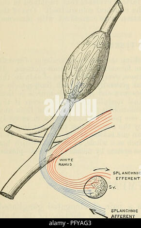 Collateral Ganglia Chapter 9 I. Neural Control Of Involuntary