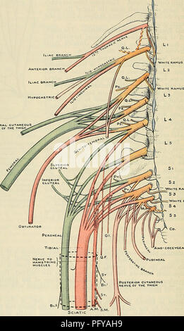 . Cunningham's Text-book of anatomy. Anatomy. 736 THE NEEVOUS SYSTEM. 1 ...