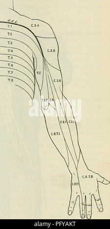 . Cunningham's Text-book of anatomy. Anatomy. 618 THE NERVOUS SYSTEM ...