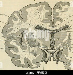 . Cunningham's Text-book of anatomy. Anatomy. ,- Claustrum Insula ...