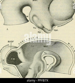. Cunningham's Text-book of anatomy. Anatomy. PAETS DERIVED FROM THE ...