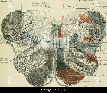 . Cunningham's Text-book of anatomy. Anatomy. Cuneate nucleus Tractus ...