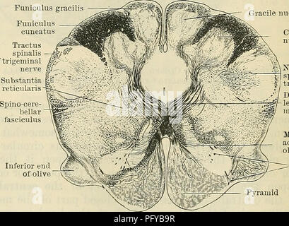 . Cunningham's Text-book of anatomy. Anatomy. Cuneate nucleus Tractus ...