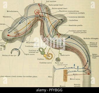 . Cunningham's Text-book of anatomy. Anatomy. 536 THE NERVOUS SYSTEM ...